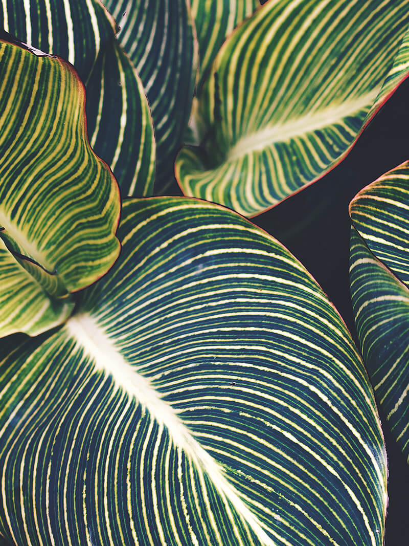 Custom Ropes – RPM Training Co